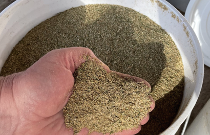 Pennsylvania Turfgrass Council - Coming Soon Poa annua Seed for Greens ...